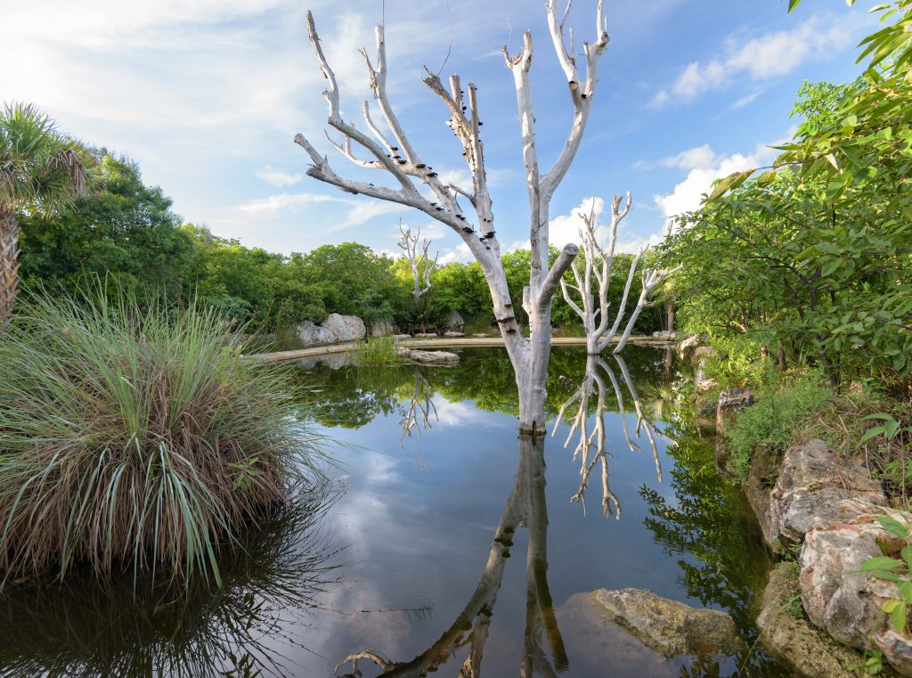 Leon Levy Preserve | Raymond Jungles, Inc.
